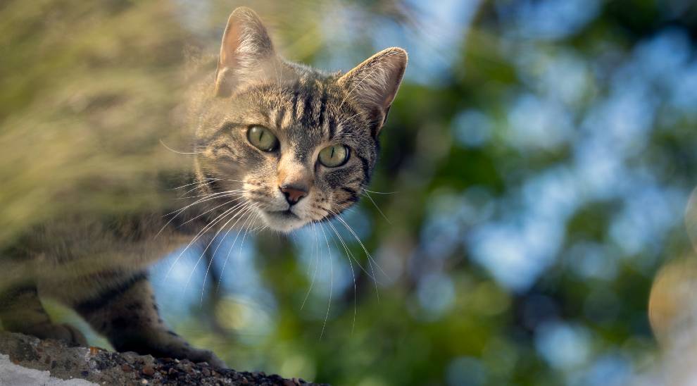 The Largest Animal Welfare Charity in the UK | RSPCA
