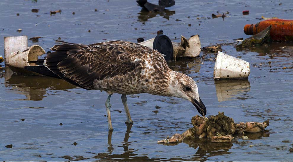 The Largest Animal Welfare Charity in the UK | RSPCA