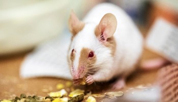 Rodents - Rodent Care - Our pets