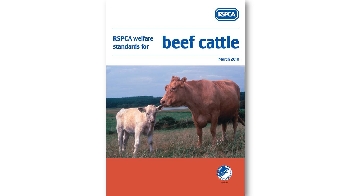 Beef cattle | rspca.org.uk