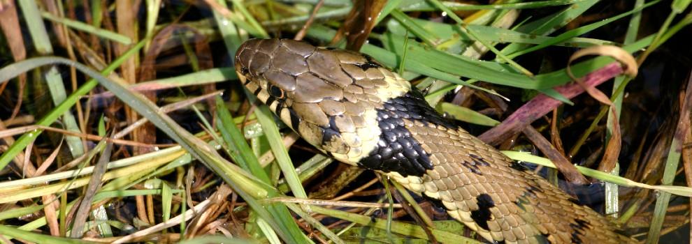 Keeping Wildlife Safe in Summer | RSPCA - RSPCA - rspca.org.uk