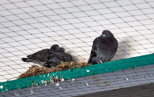 Injured pigeons | RSPCA - RSPCA - rspca.org.uk