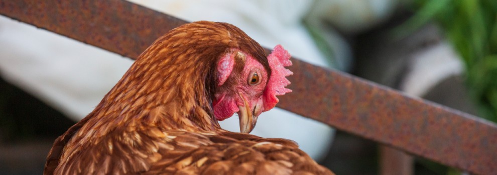 Keeping Chickens As Pets | RSPCA - RSPCA - rspca.org.uk