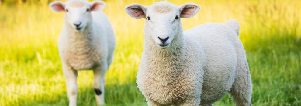 Keeping Farm Animals As Pets | RSPCA - RSPCA - rspca.org.uk