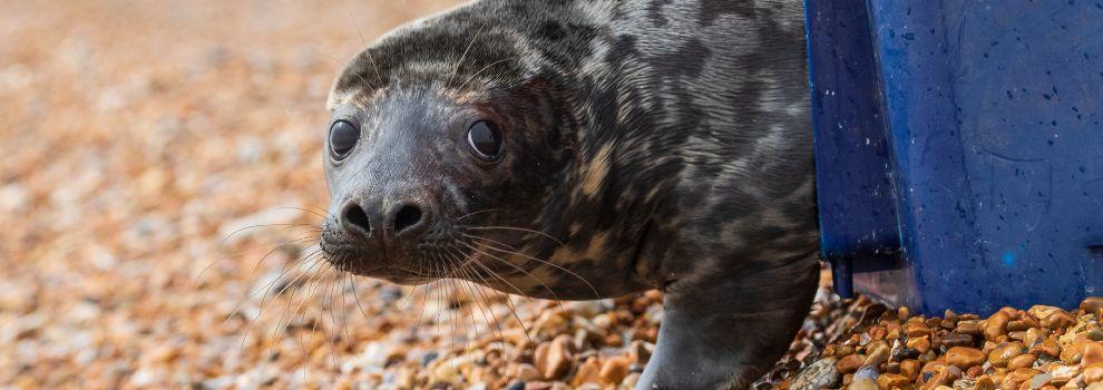 Releasing wildlife after rehabilitation | RSPCA - RSPCA - rspca.org.uk