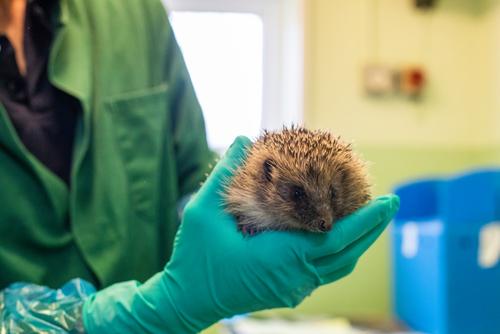 Hedgehogs | Wildlife Advice | RSPCA - RSPCA - rspca.org.uk