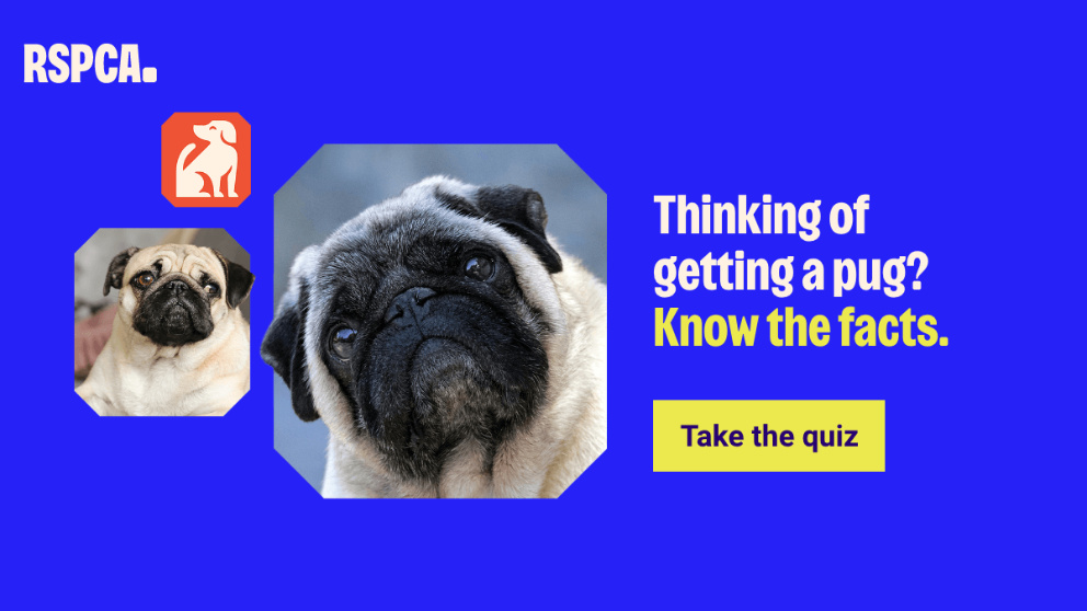 Learn about Pug health issues | RSPCA quiz - RSPCA - rspca.org.uk