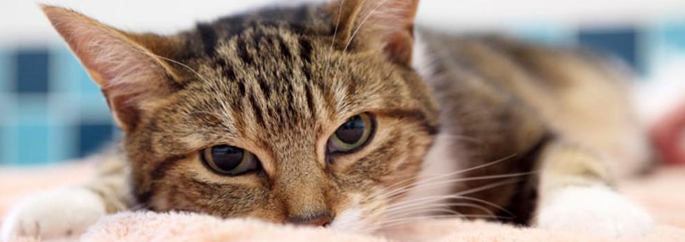 Should I Spay or Neuter My Cat? | RSPCA - RSPCA - rspca.org.uk