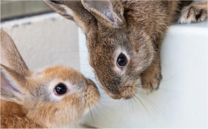 Pet Insurance for Rabbits - RSPCA - rspca.org.uk