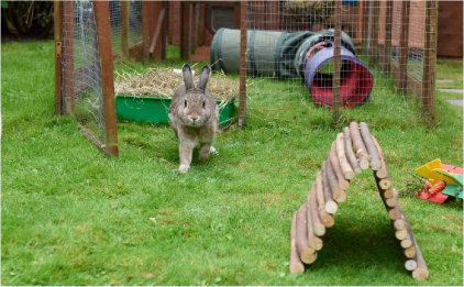Pet Insurance for Rabbits - RSPCA - rspca.org.uk