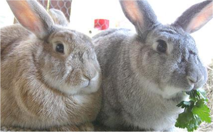 Pet Insurance for Rabbits - RSPCA - rspca.org.uk