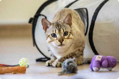 Cat Insurance - Get A Quote | RSPCA