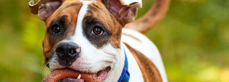 Managing your adolescent puppy | Advice & Welfare | RSPCA