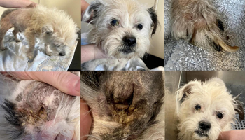 Worst Flea Infestation