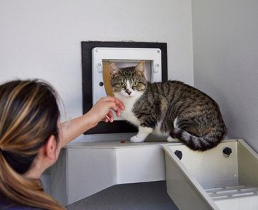 Sponsor Our Cat Pods & Help Cats In Need | RSPCA