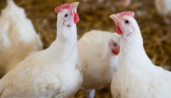 Better chicken | Meat Chicken | RSPCA - RSPCA - rspca.org.uk