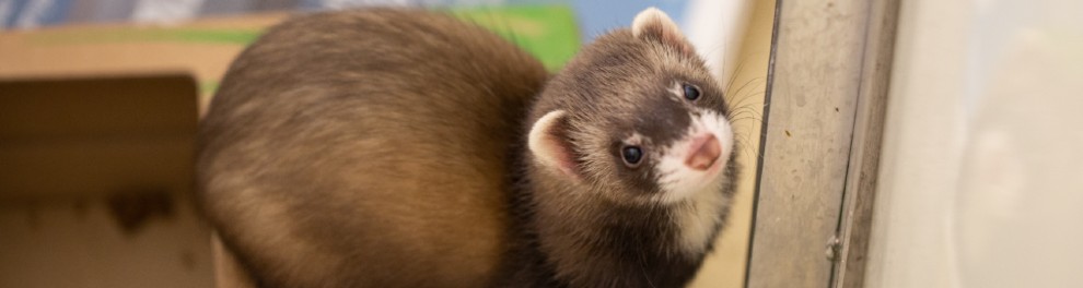 Neutering and contraception methods for ferrets - RSPCA
