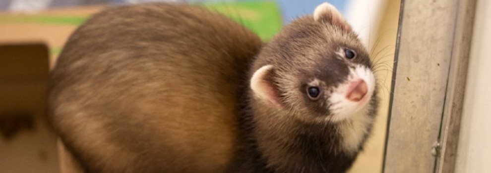 Are Ferrets Dangerous To Dogs