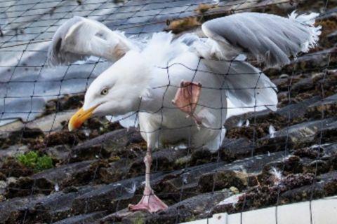 How To Keep Gulls Away | Deterrents | RSPCA - RSPCA - rspca.org.uk