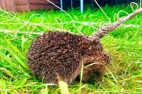 How To Keep Dogs Away From Hedgehogs