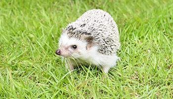 Keeping African Pygmy Hedgehogs As Pets | RSPCA - RSPCA - rspca.org.uk