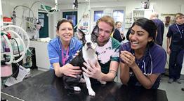 Volunteering with Animals Information | RSPCA