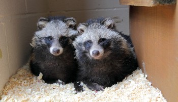 Raccoon Dog Skinned Alive