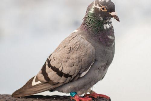Pigeons | RSPCA - RSPCA - rspca.org.uk