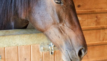 Find a clinical animal behaviourist - Animal behaviour experts