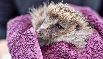 Injured Wild Animals - Helping UK Wildlife | RSPCA - RSPCA - rspca.org.uk