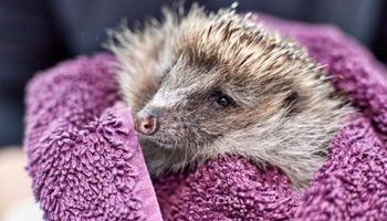 Can You Get Sick From Touching A Hedgehog