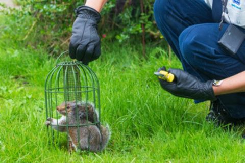 Found A Sick or Injured Squirrel | RSPCA