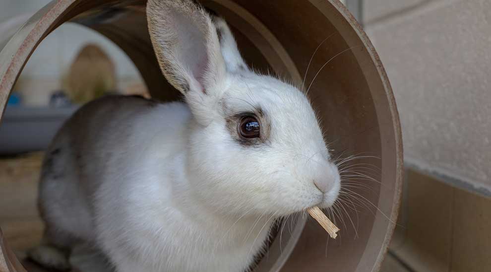 The Largest Animal Welfare Charity in the UK | RSPCA