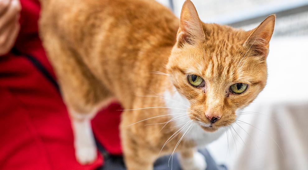 The Largest Animal Welfare Charity in the UK | RSPCA