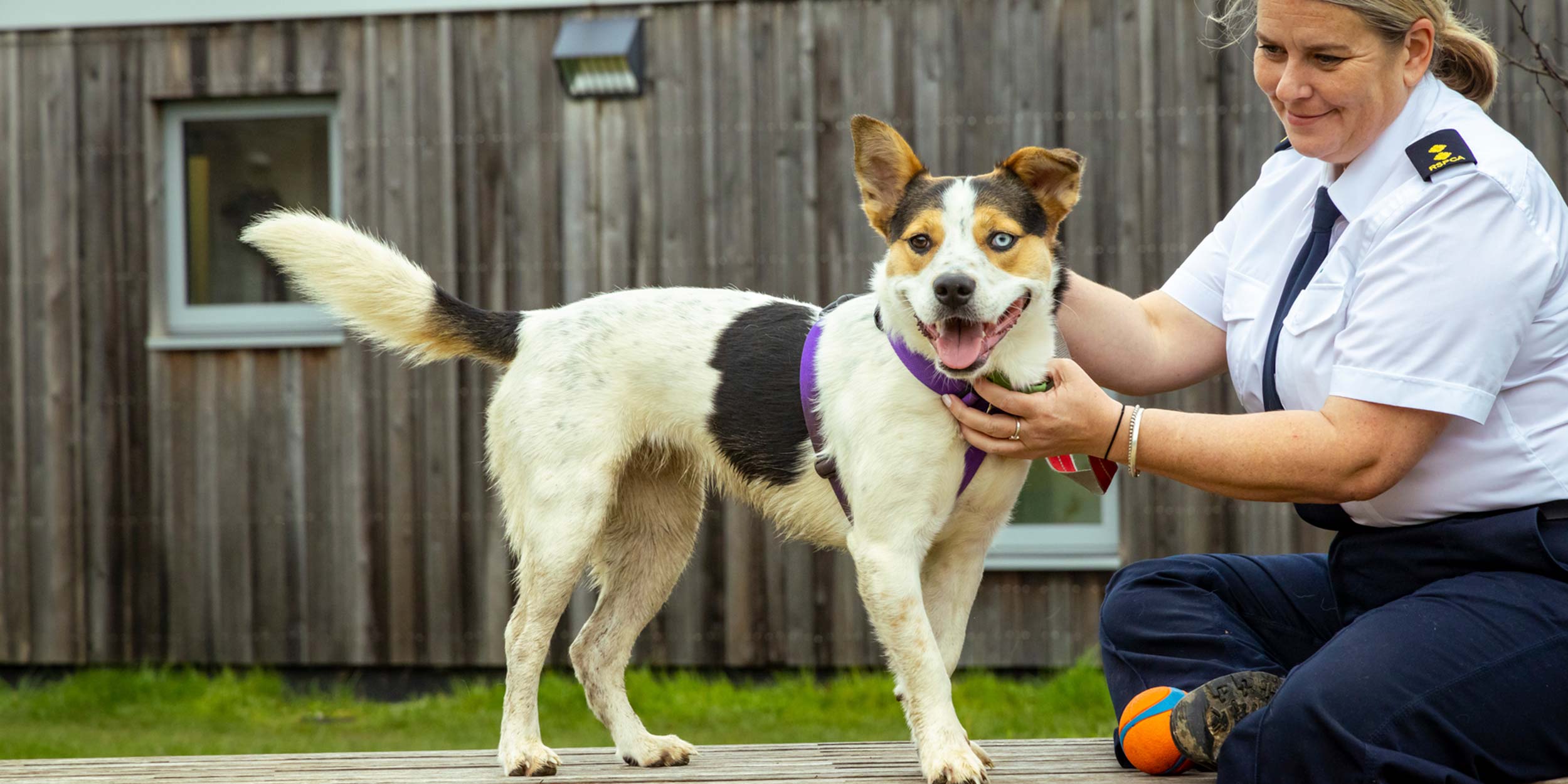 The Largest Animal Welfare Charity in the UK | RSPCA