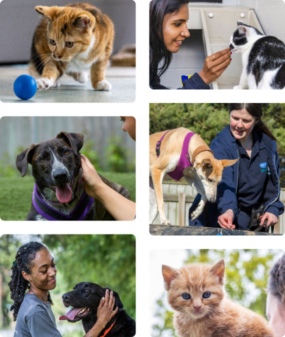 Sponsor Both | RSPCA