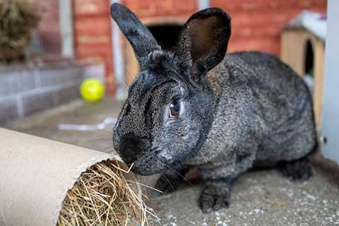 Rabbit behaviour | rabbit advice and welfare | rspca advice - RSPCA ...