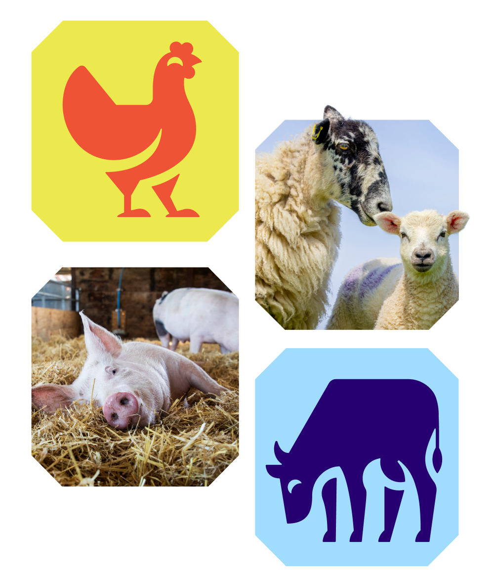 The Largest Animal Welfare Charity in the UK | RSPCA - RSPCA - rspca.org.uk