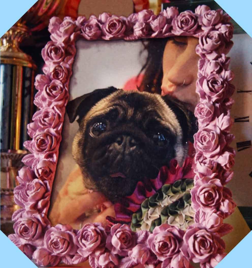 For Every Kind | RSPCA - RSPCA - rspca.org.uk