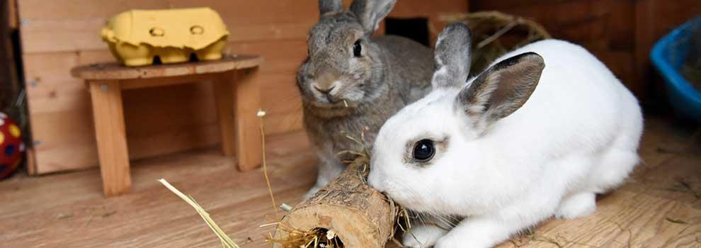 Keeping Rabbits & Other Animals Together | RSPCA - RSPCA - rspca.org.uk
