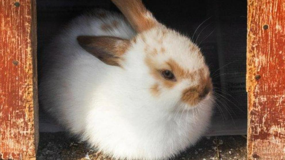 Pet Rabbits in the UK - RSPCA - rspca.org.uk