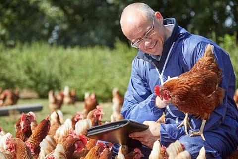 Strategy to 2030 | RSPCA - RSPCA - rspca.org.uk