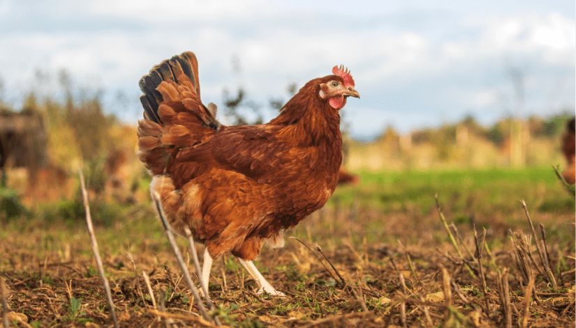 We campaign to better the welfare of all animals | RSPCA - RSPCA ...