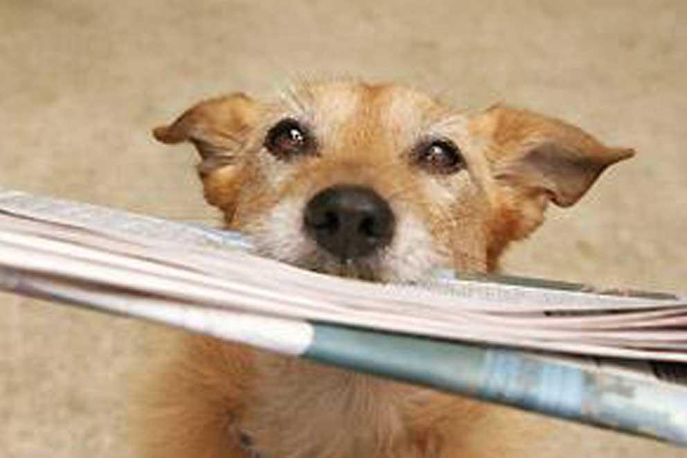 Latest Animal Welfare News, TV Shows & Publications | RSPCA - RSPCA ...