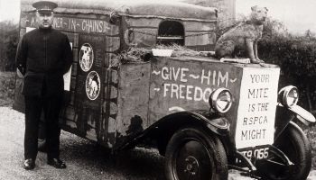 The origins & history of the RSPCA | RSPCA