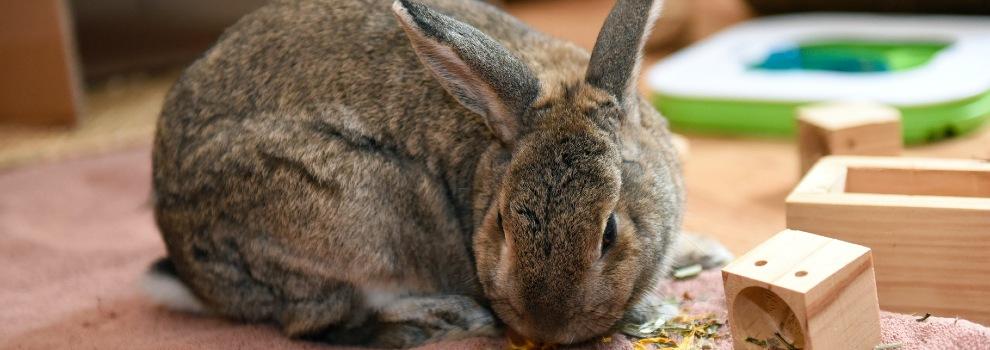 Enhancing Your Rabbit's Diet | RSPCA - RSPCA - rspca.org.uk