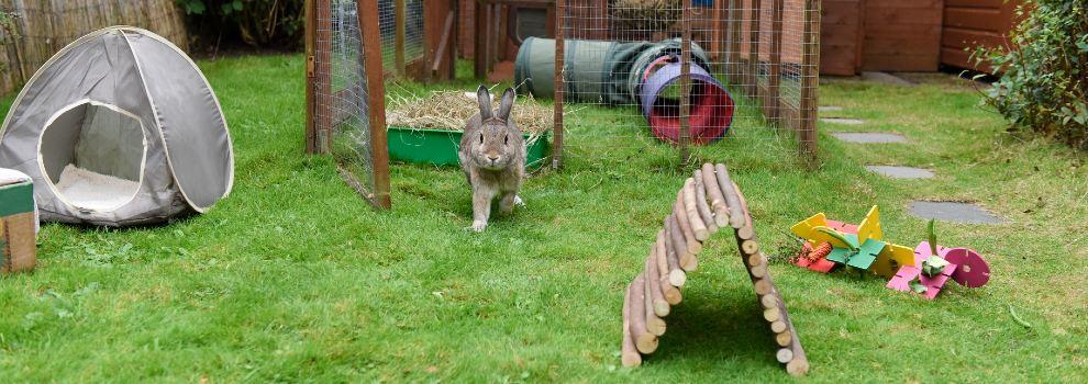 Creating a Good Home for Rabbits | RSPCA - RSPCA - rspca.org.uk