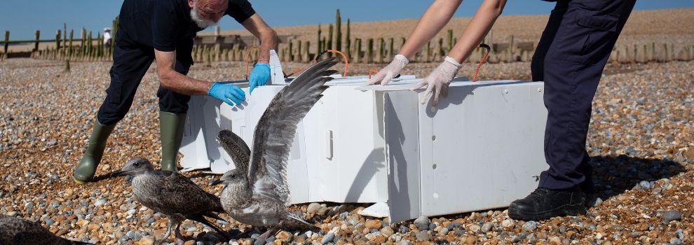 What It's Like To Be an RSPCA Volunteer | RSPCA - RSPCA - rspca.org.uk