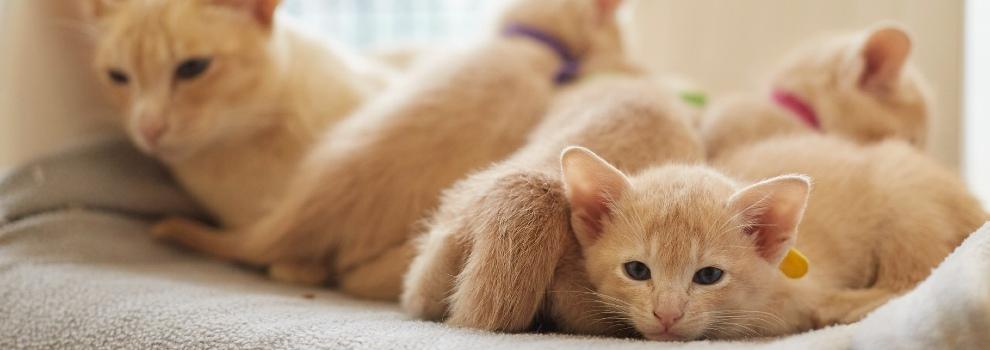 Benefits of Neutering Your Pet | RSPCA - RSPCA - rspca.org.uk