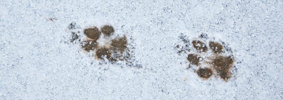 Keeping Pets Safe in Cold Weather | RSPCA - RSPCA - rspca.org.uk